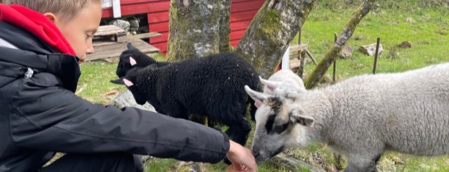 Grasdal Skule - Uteskule