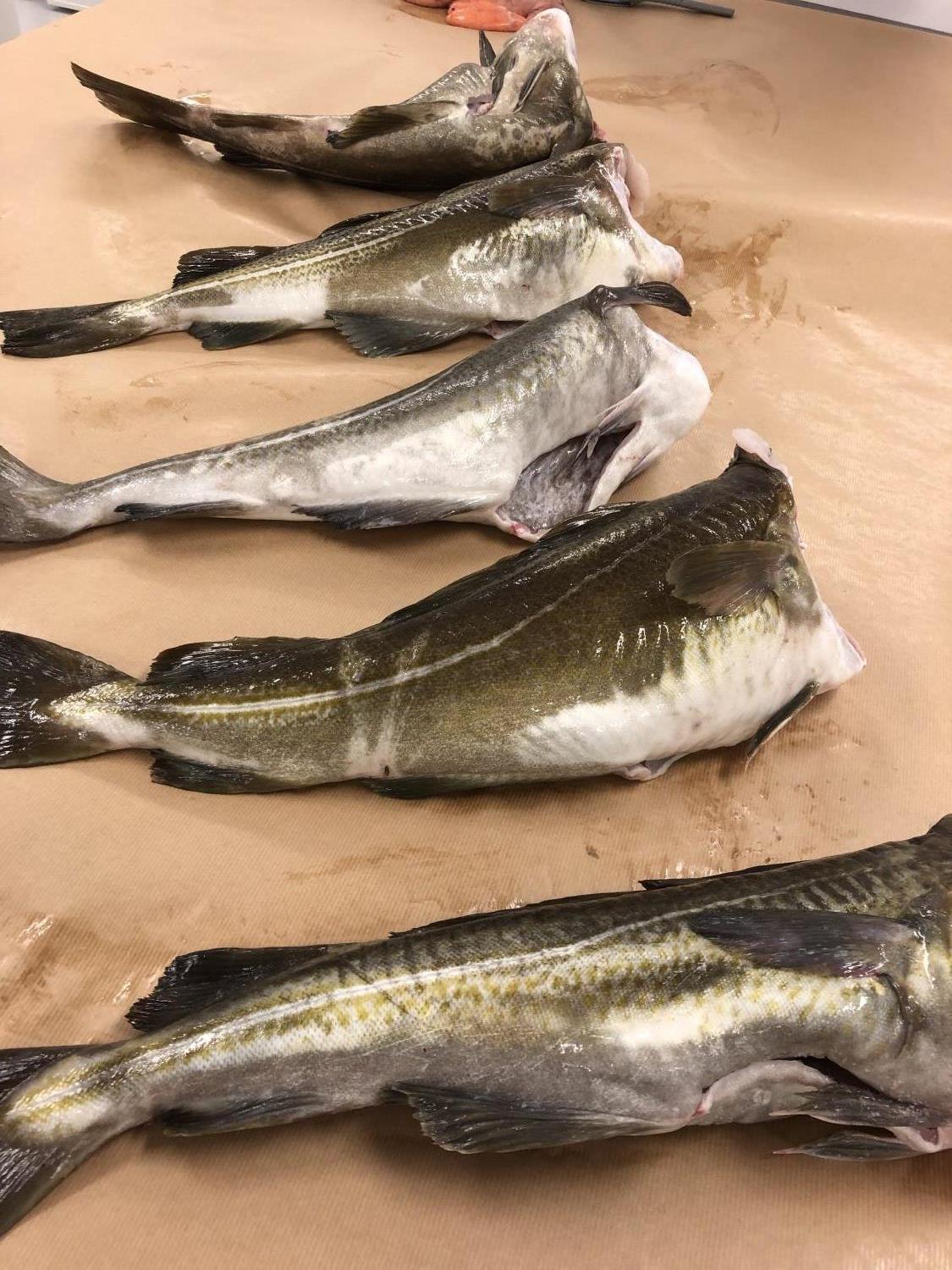 Røsvik skole - Fersk torsk, rogn og fiskekaker